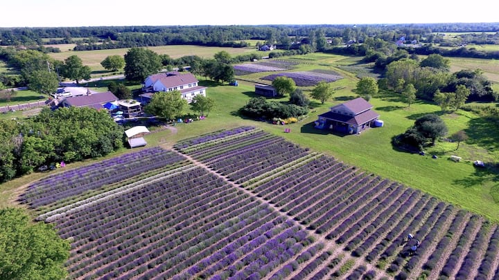 Pec Lavender Farm Bnb -Lavendel May - Prince Edward
