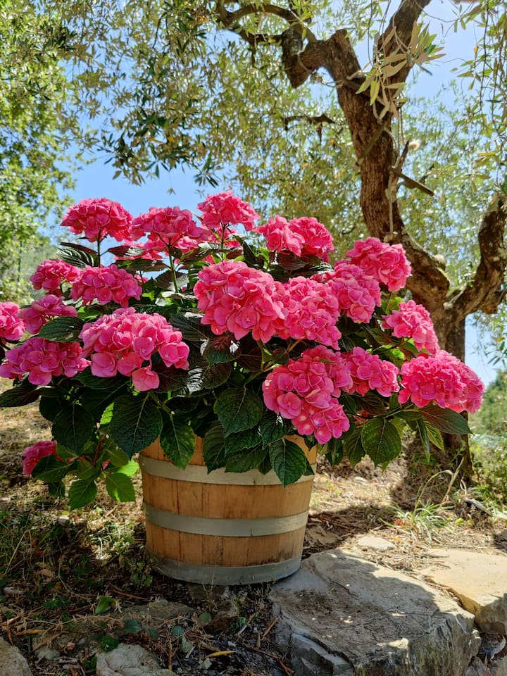 Nido Del Gufo: Relax Close To Fiesole - Fiesole