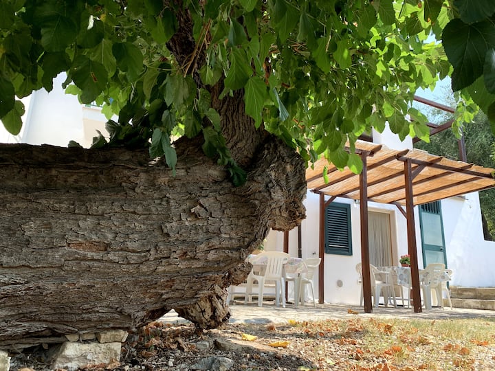Casa Gelso - Ischitella