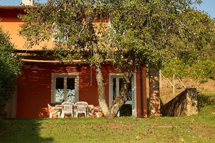 Ulivo Casa Immersa Nella Campagna Toscana - Camaiore