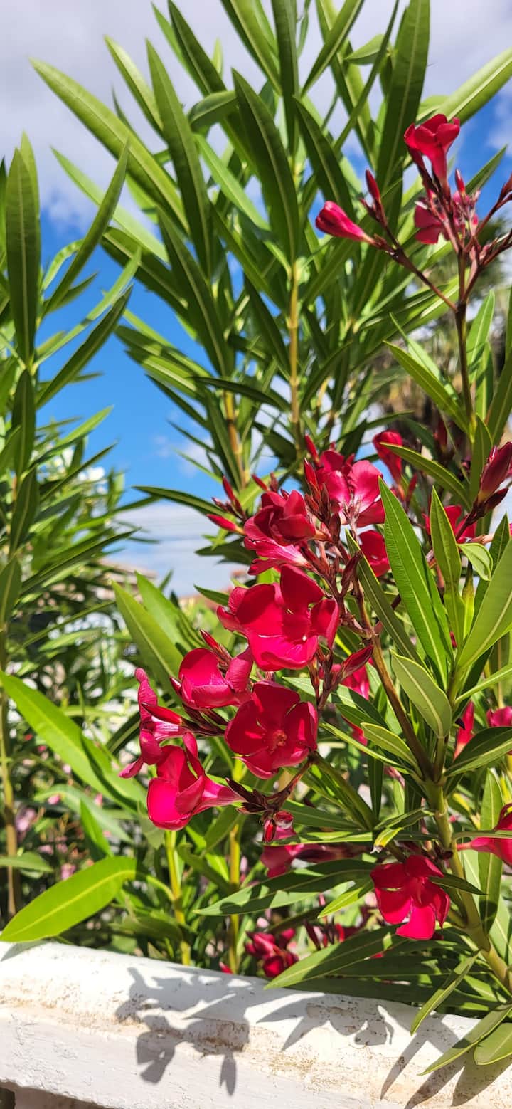 Pinklake Casita · Boho Oasis & Private Patio - Algorfa