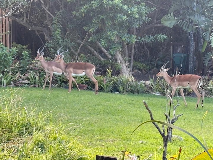 166 On Cowrie, Cove Rock - East London