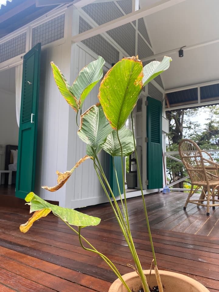 Starlit Tioman/private Stay By The Jungle + Wifi - Tioman Island