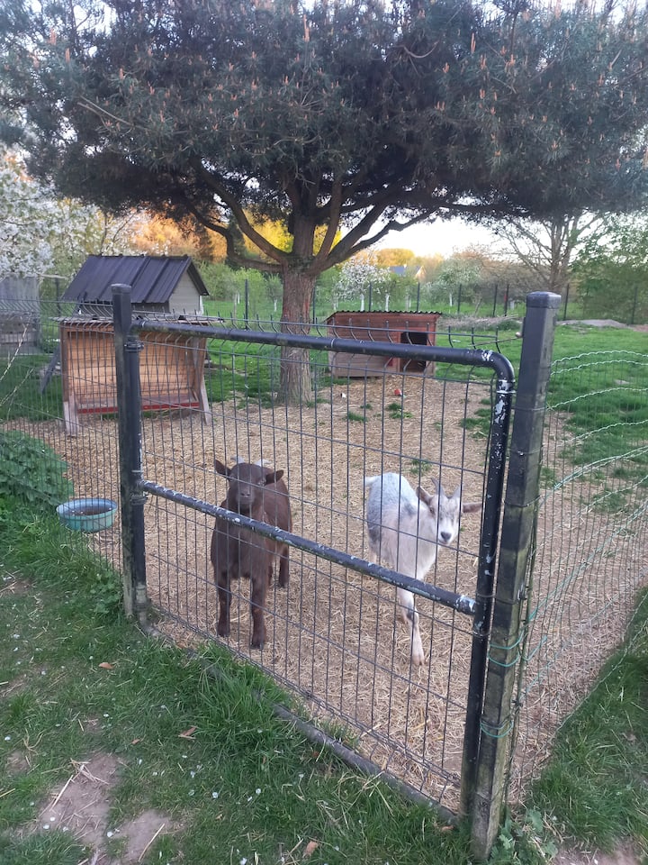 Biedronka Est Une Caravane Très Cosy. - 