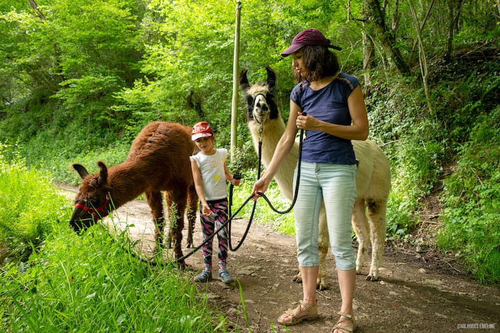 Séjour Insolite Avec Lamas Et Piscine - France
