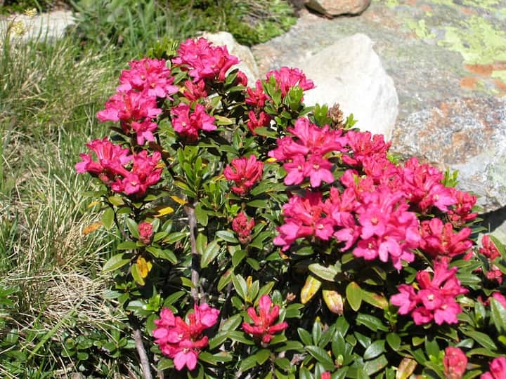 Appartementhaus Karlspitze Natur Pur Ferienwohnun - Kaunertal