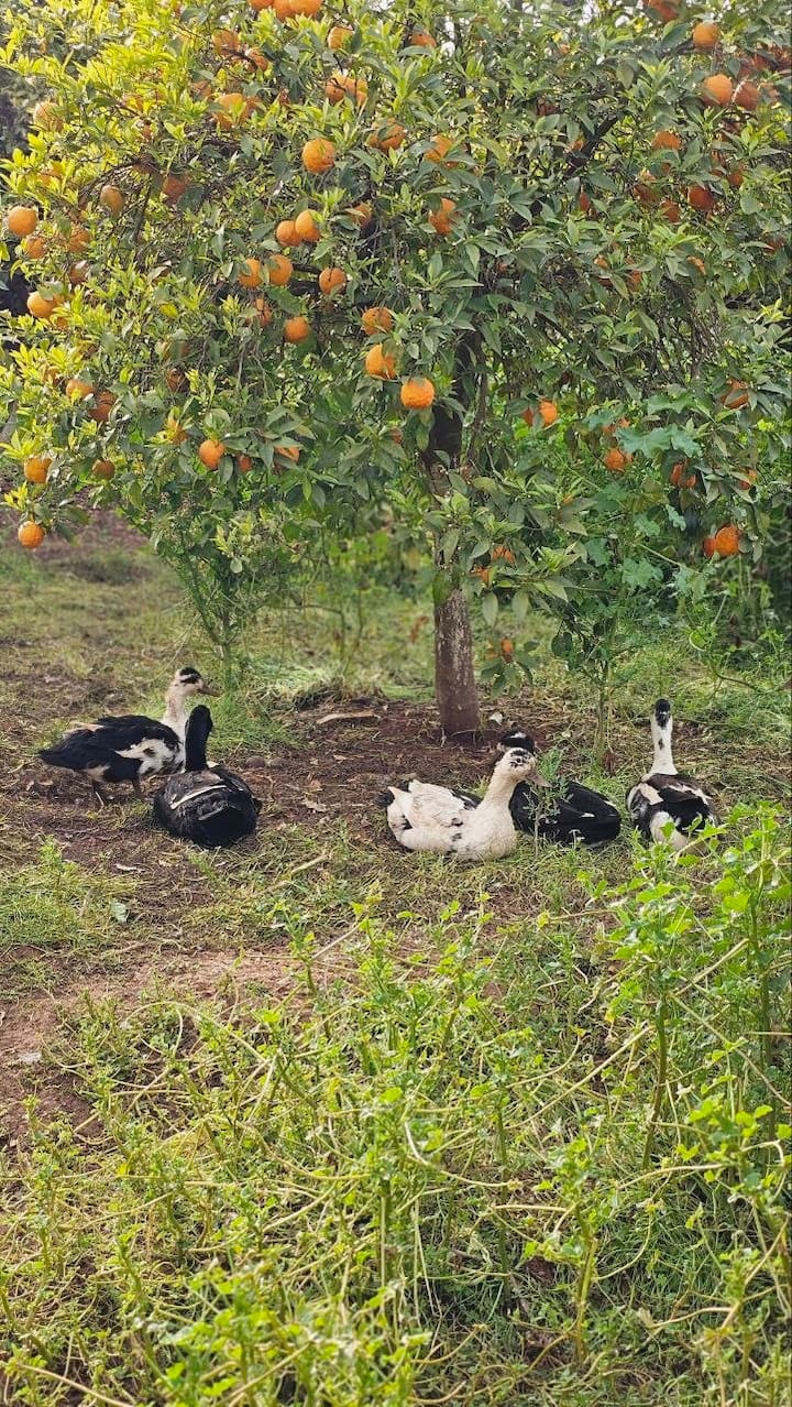ÉVasion Nature – Villa & Ferme | Près De Tlemcen - Tlemcen