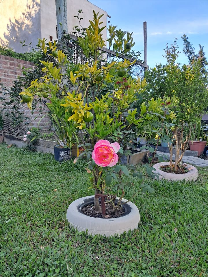 Mari - Farroupilha