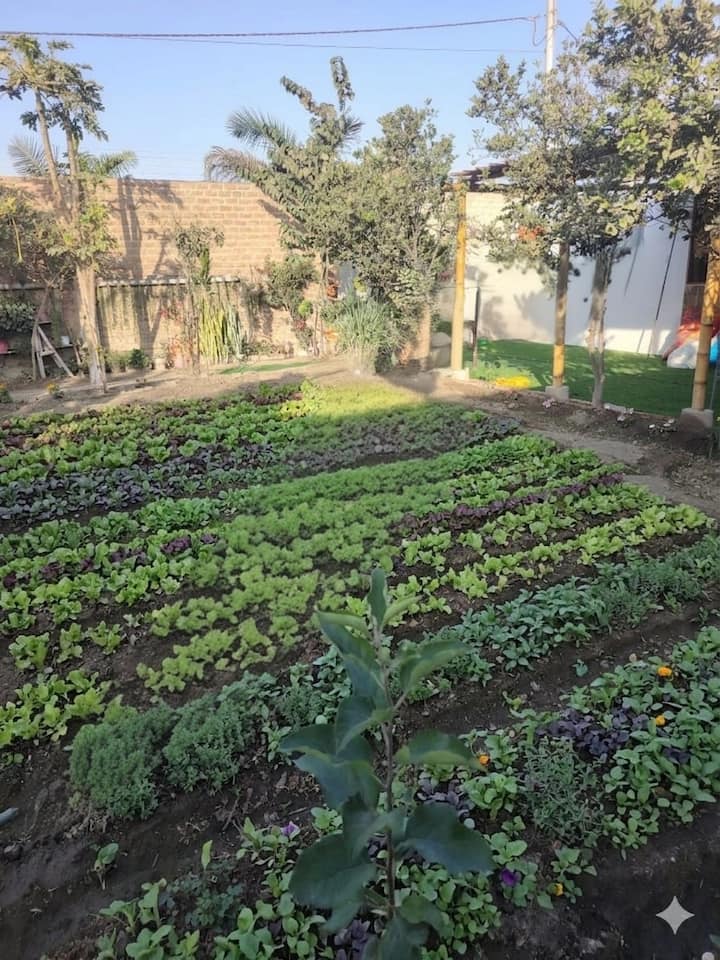 Hospedaje Campestre Misky Puñuy + Huerto Orgánico - Huacho