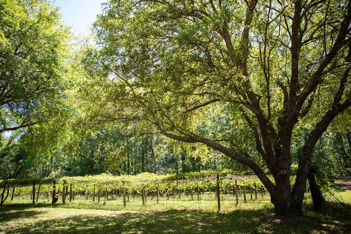 The Refuge At Grape Lane - Mount Pleasant