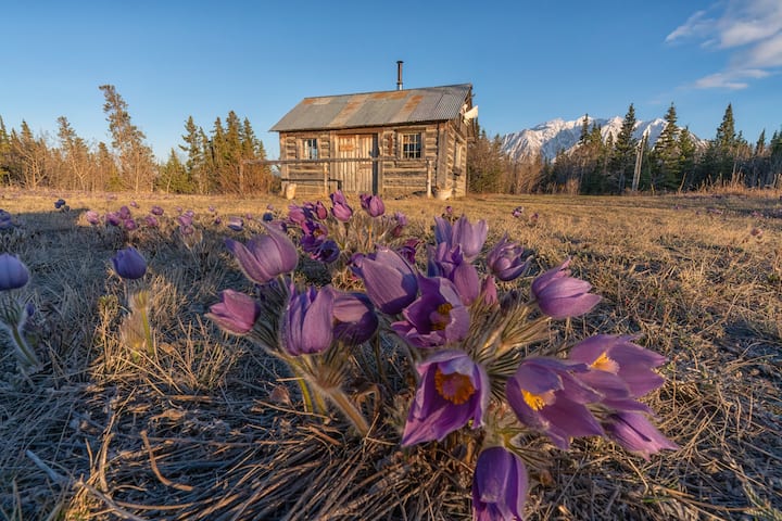 The Old Gold Rush Cabin - Yukon