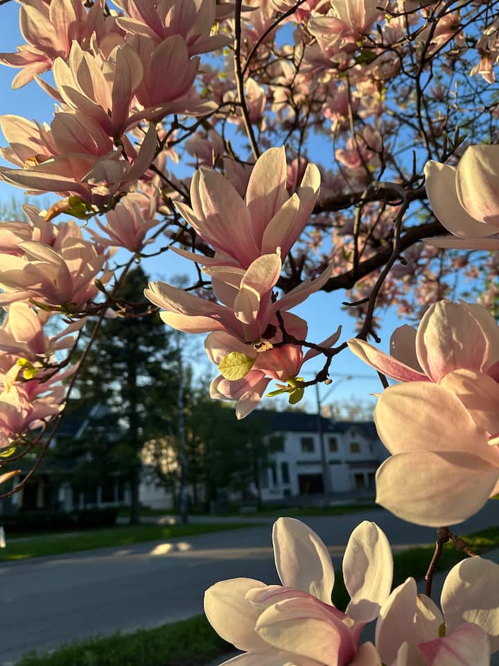 Comfortable Family Stay In Oakville - Oakville