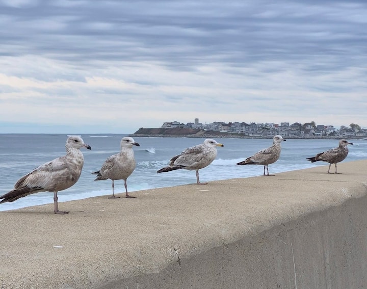 Ocean Views & Memories - Exeter, NH