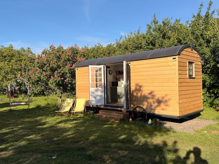 Starlight Stella - Maidstone