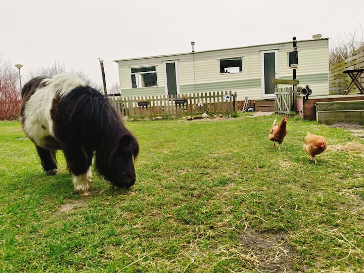 Offline Genieten In Caravan 'De Buitenstal' - Callantsoog