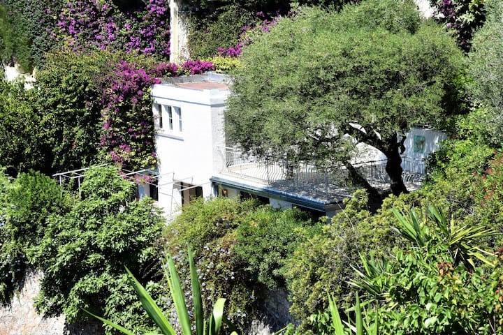 L'ombre Des Oliviers - Villefranche-sur-Mer