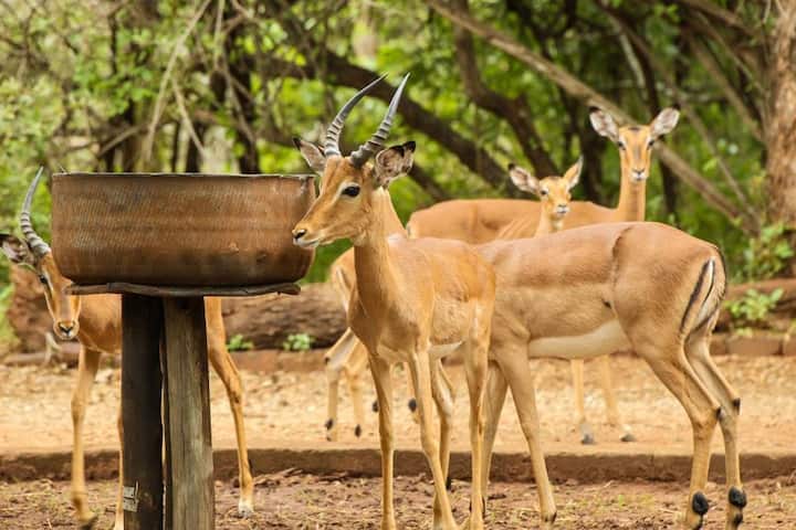 Pause De Brousse à Marloth Park - Marloth Park