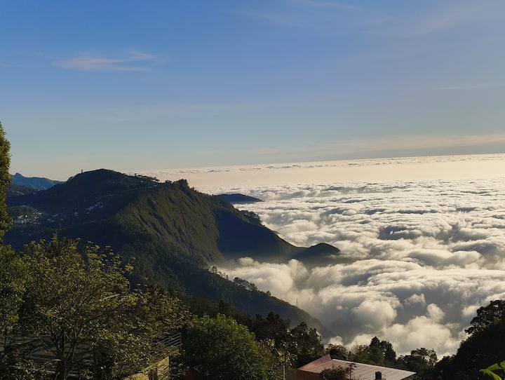 Sandal Trees - Kodaikanal