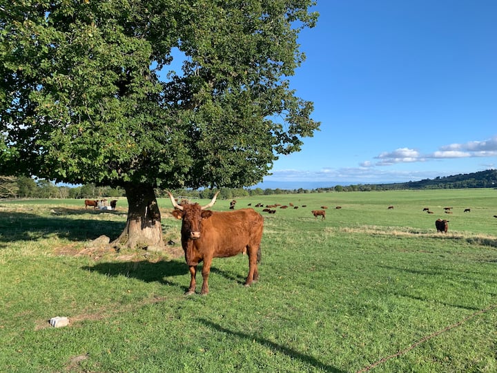 Ferme Auvergnate Authentique Au Coeur Du Cézallier - Auvergne