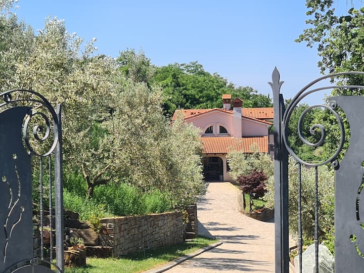 Alloro - Koper