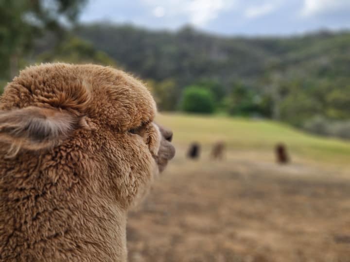 The Farm Studio - Adelaide