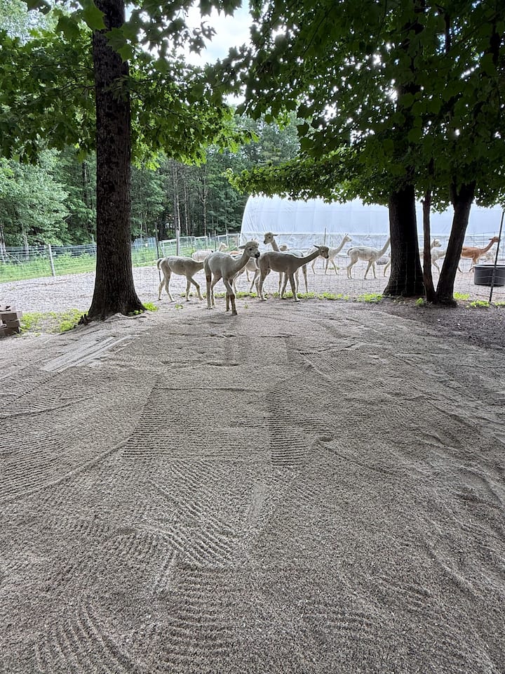 Alpaca Lover's Dream Getaway | Sleep With Alpacas - Kennebunkport, ME