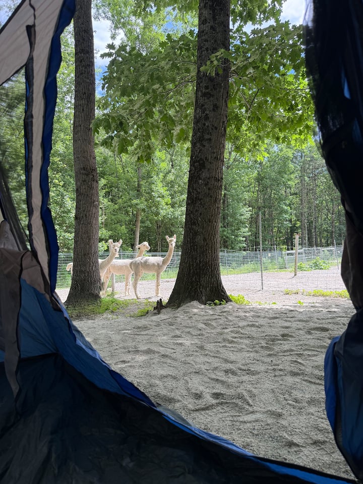 Alpaca Lover's Dream Getaway | Sleep With Alpacas - Kennebunkport, ME