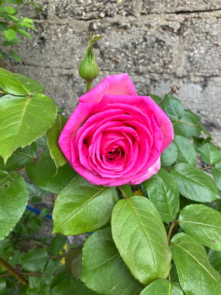 Maison De Campagne à Paris, 2 Chambres Et Jardin - Paris