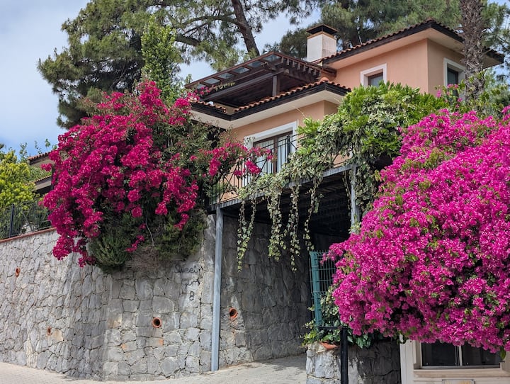 Sweet Gum - Göcek