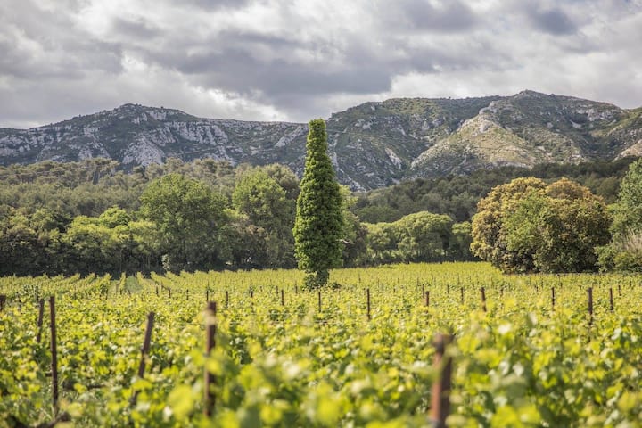 Provençal Vineyard Escape, Les Alpilles, St-rémy - Saint-Rémy-de-Provence