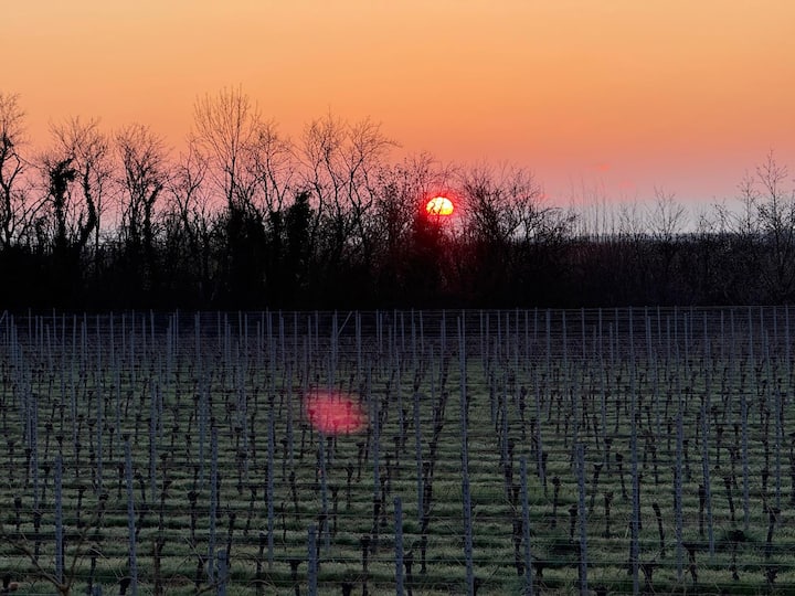 Bienvenue Au "Chant Des Vignes" ! - Riquewihr