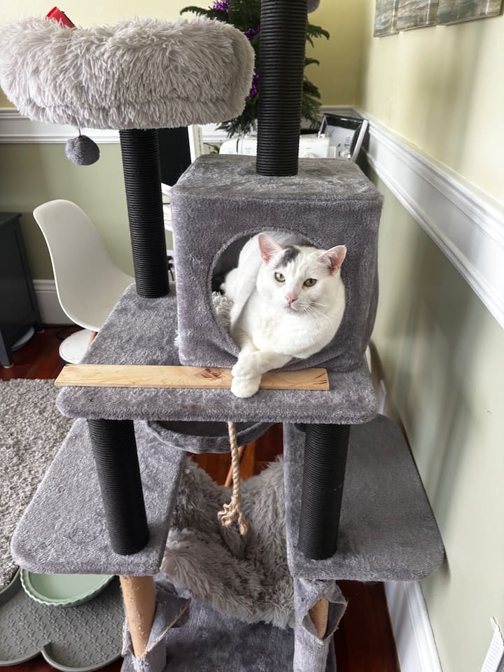 Spacious And Comfortable Near Sf Pets Welcome - Oakland, CA