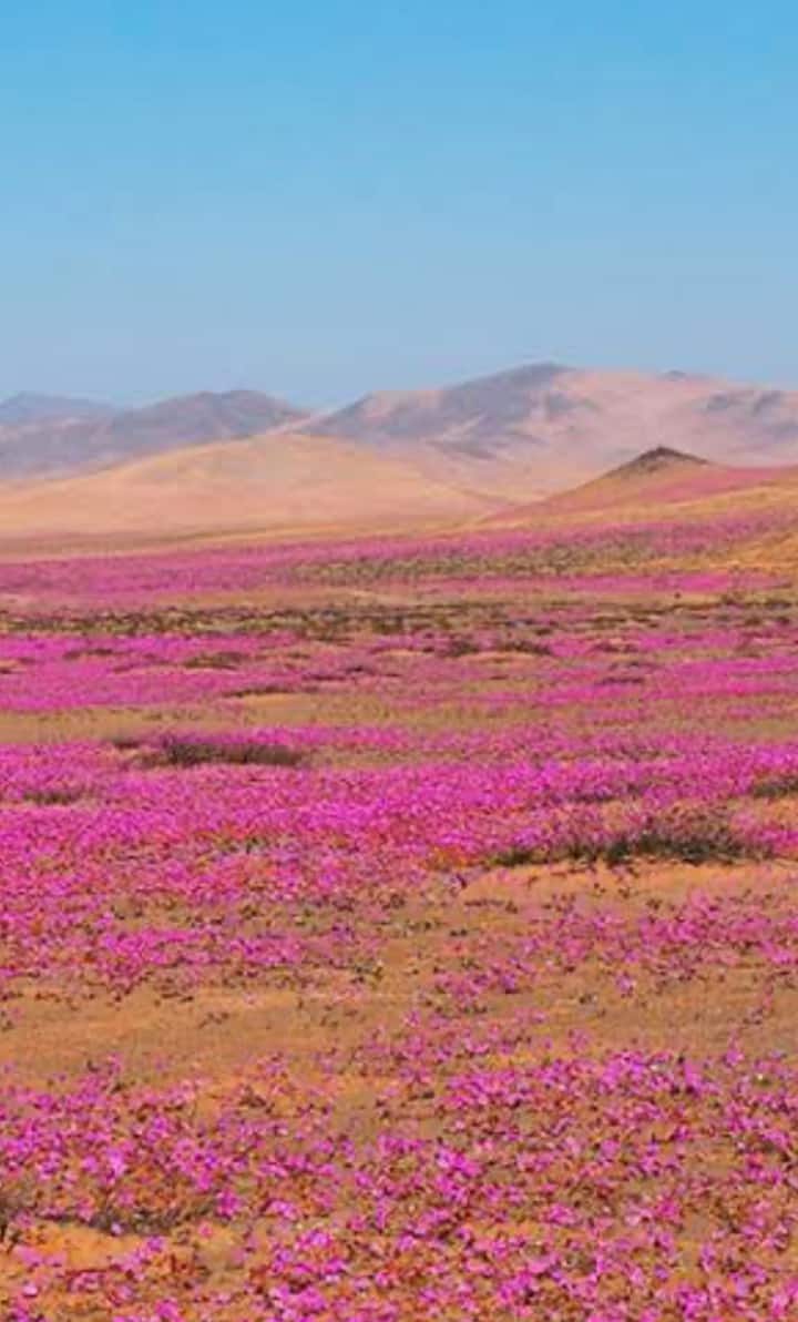 Casa Con Piscinas A 30 Minutos Desierto Florido - Vallenar