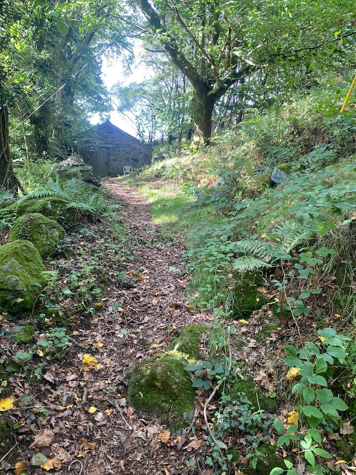 Y Dderwen Fach - Snowdonia National Park