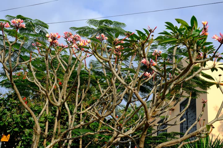 Home In Sommerschield - Maputo