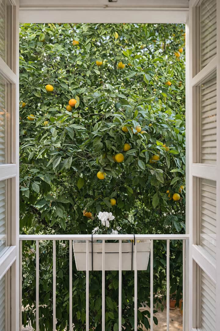 Cathedral Area · Orange Tree Views - Seville, Spain