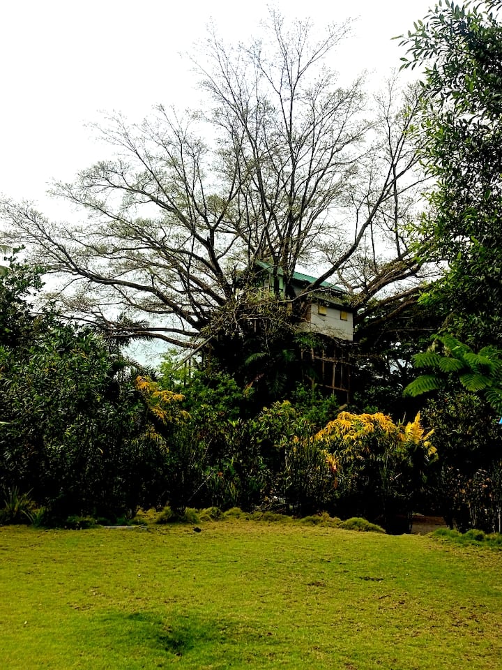 Yasur Tree House & Tanna
Coffee. - Vanuatu