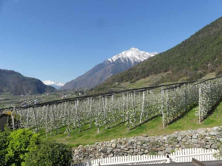 Zielspitze Residence Spisshof - Meran