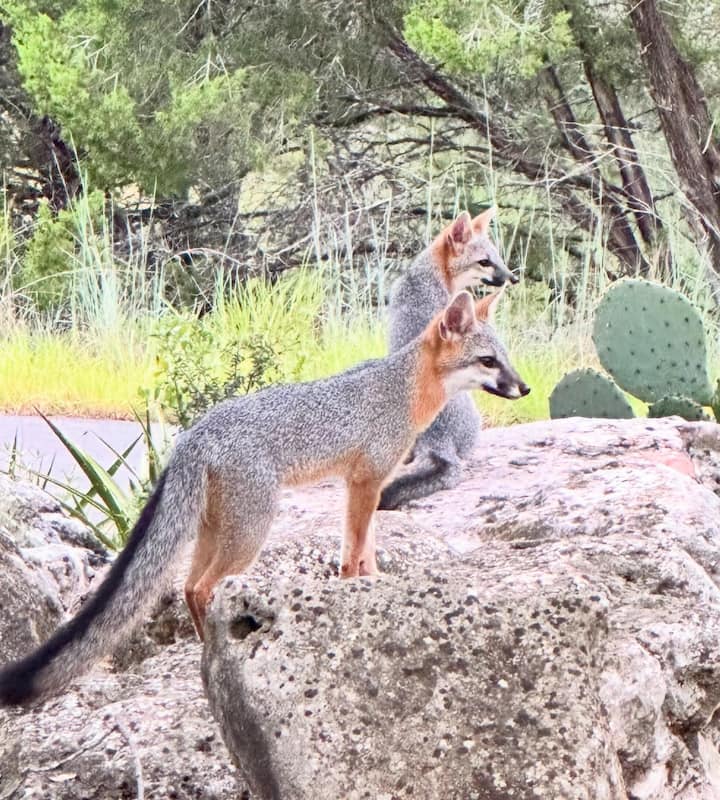 Zen Cabin In The Woods. - Lago Vista, TX