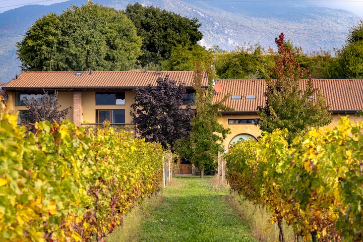 Ancient Farmhouse In A Wide Vineyard - Richetto - Garda