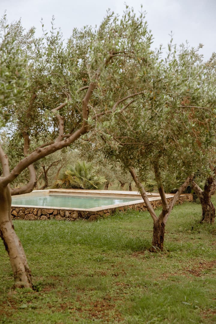 Olive Grove - Riserva Naturale Di Vendicari - Marzamemi