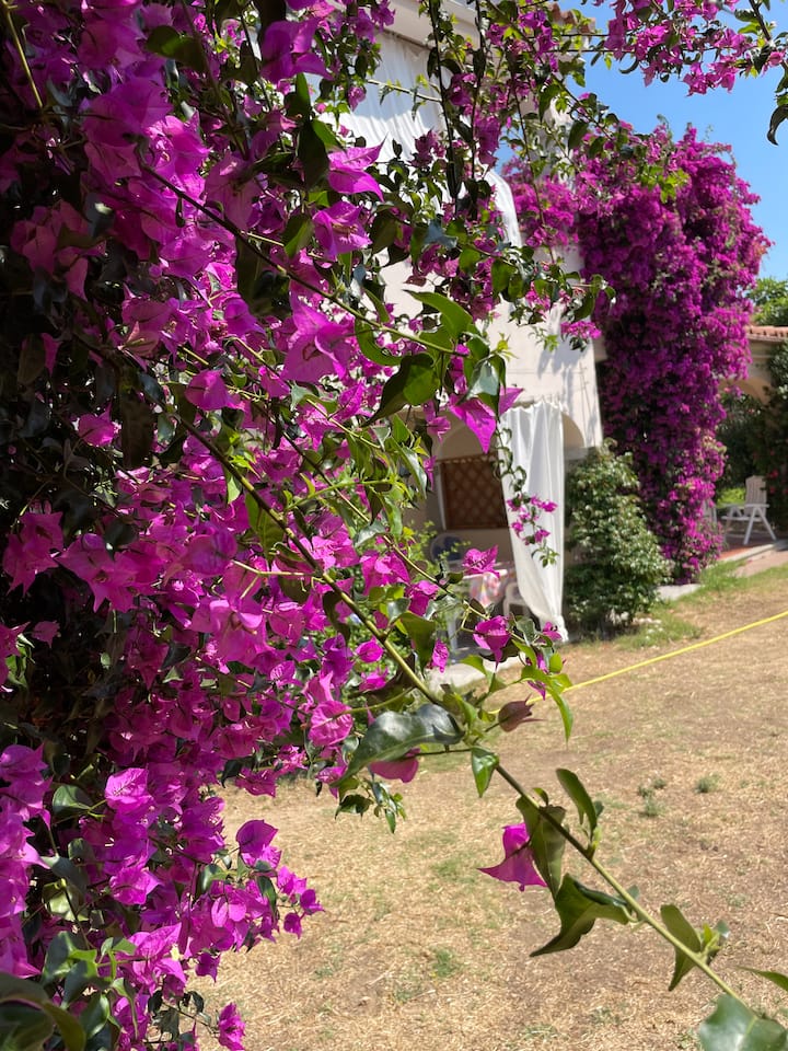 La Bouganville - San Teodoro