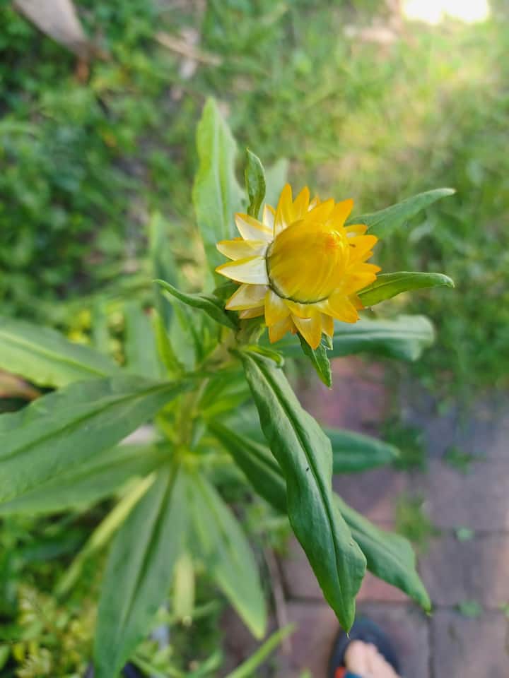 Chilled Out And Relaxed 10 Minutes To The City - Burwood