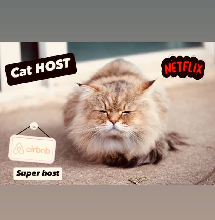 You Want Cat? [Cat Host Sunny‘s Bnb]3room/4bed - Jeju-si
