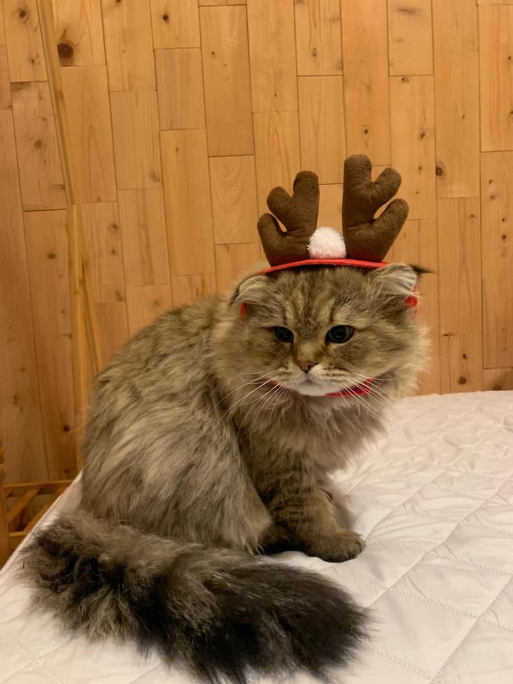 *써니네 확장이전예정* Cat Host Sunny‘s Bnb 4bed*3room *마당불멍 - Ciudad de Jeju