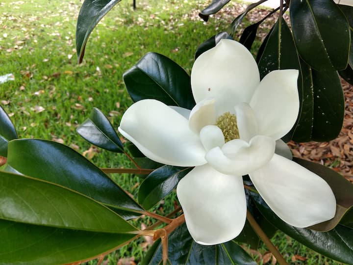 'Tee'-riffic Location | Walk To Augusta National - Augusta, GA