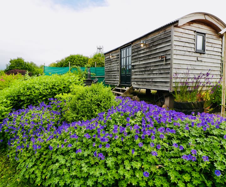 A Hut On The Hill - Forest of Dean