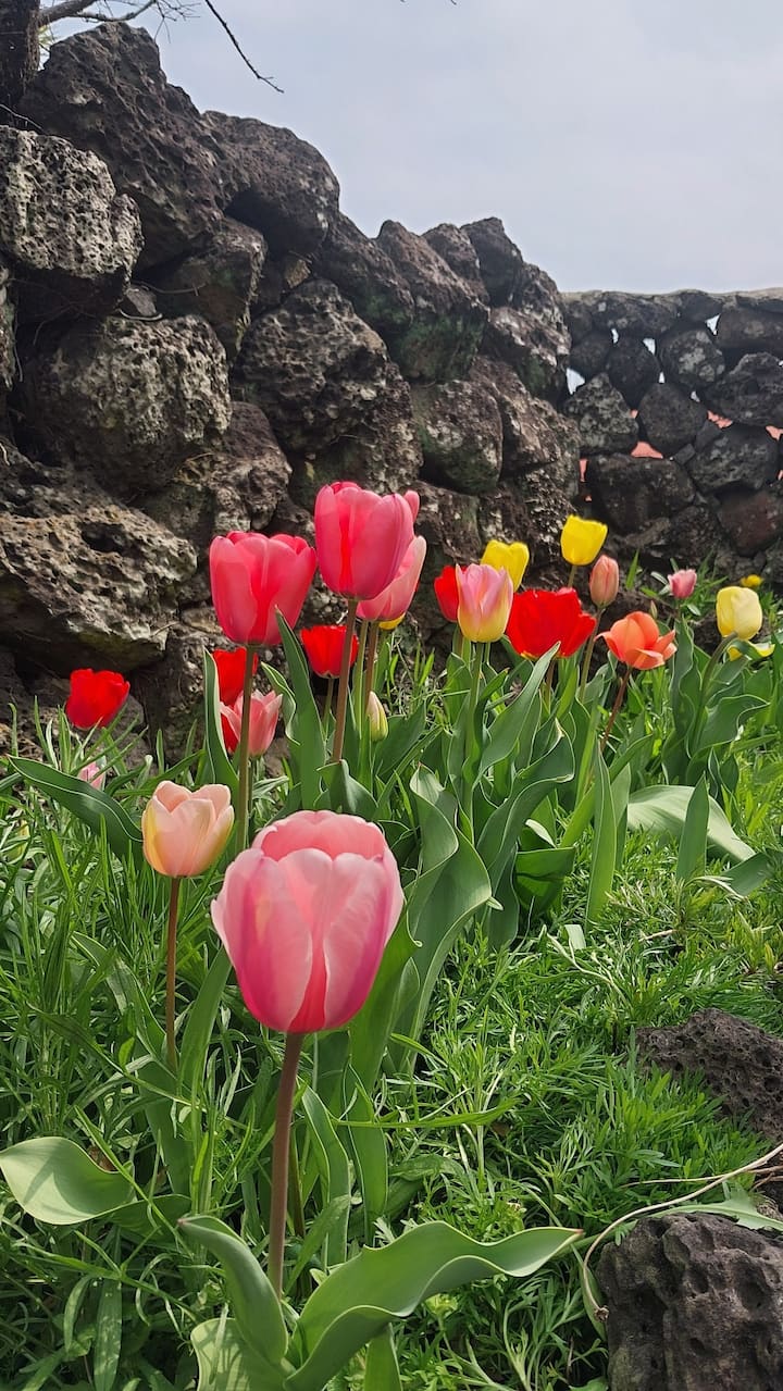 파란스테이 (Paranstay) - Jeju