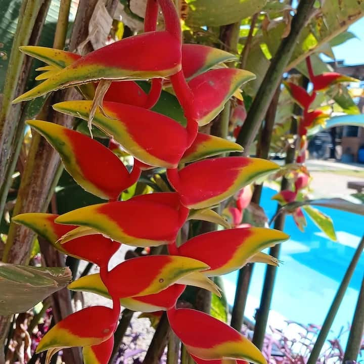 Jardim Dos Fundos Pertinho Do Aeroporto! - Chapecó