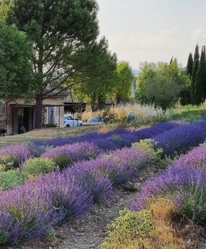 Bleu Lavande Bastide De La Mandarine - Apt